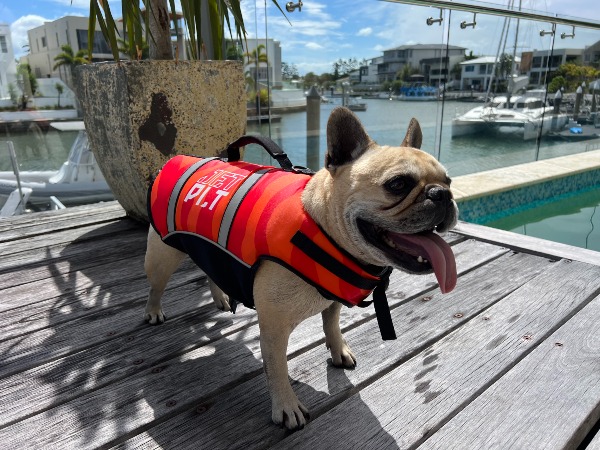 Jet Pilot Dog PFD Red | Riverina Marine Centre